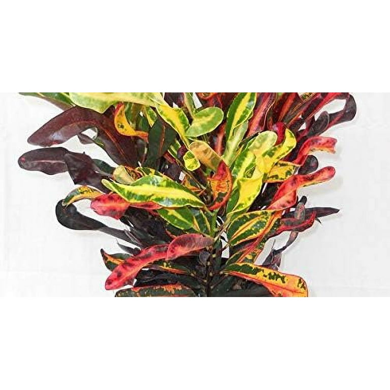 Croton Mammy Red