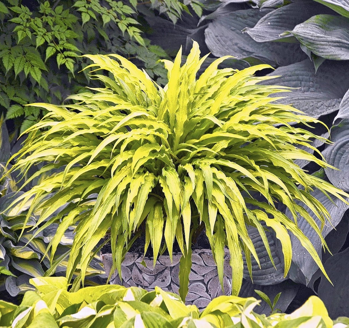 Curly Fries Hosta - Miniature Shade Loving Perennial - 3" Pot - Walmart.com
