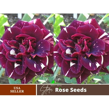 30 Rare Blue Climbing Rose Bush Seeds, Authentic Mix Seeds for Planting ...