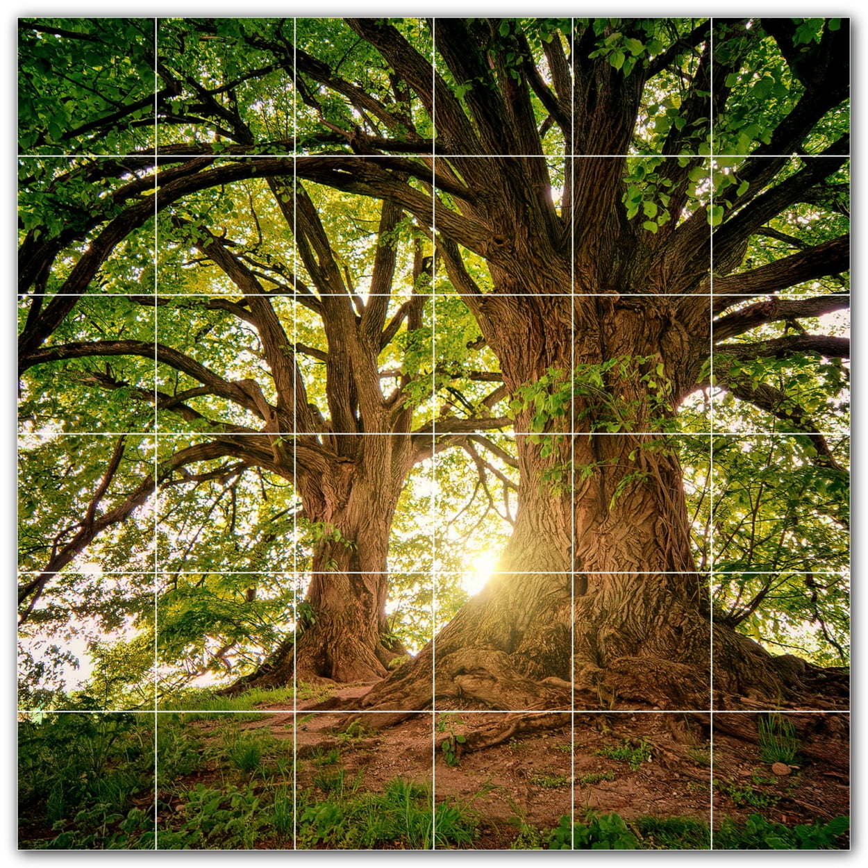 Picture-Tiles.com: Trees Ceramic Tile Wall Mural WAL501032-66XL. 72"W x ...