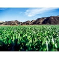 Barenbrug Turf Saver RTF Grass Seed with Yellow Jacket Coating - Self ...