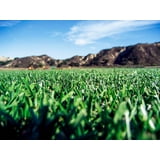 Barenbrug Turf Saver RTF Grass Seed with Yellow Jacket Coating - Self ...