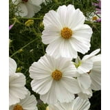 Cosmos Purity Seeds - Walmart.com
