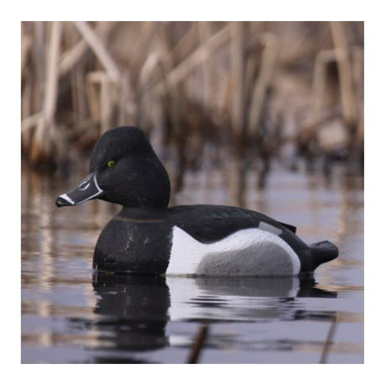 Ringneck Duck Decoys