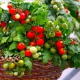 TomorrowSeeds - Red Robin Tomato (Micro Dwarf) Seeds - 100+ Count - For ...