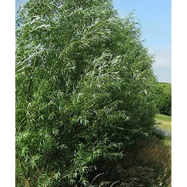 100 Austree Hybrid Willow Trees Fastest Growing Shade Or Privacy Tree Austree Hybrid Willow