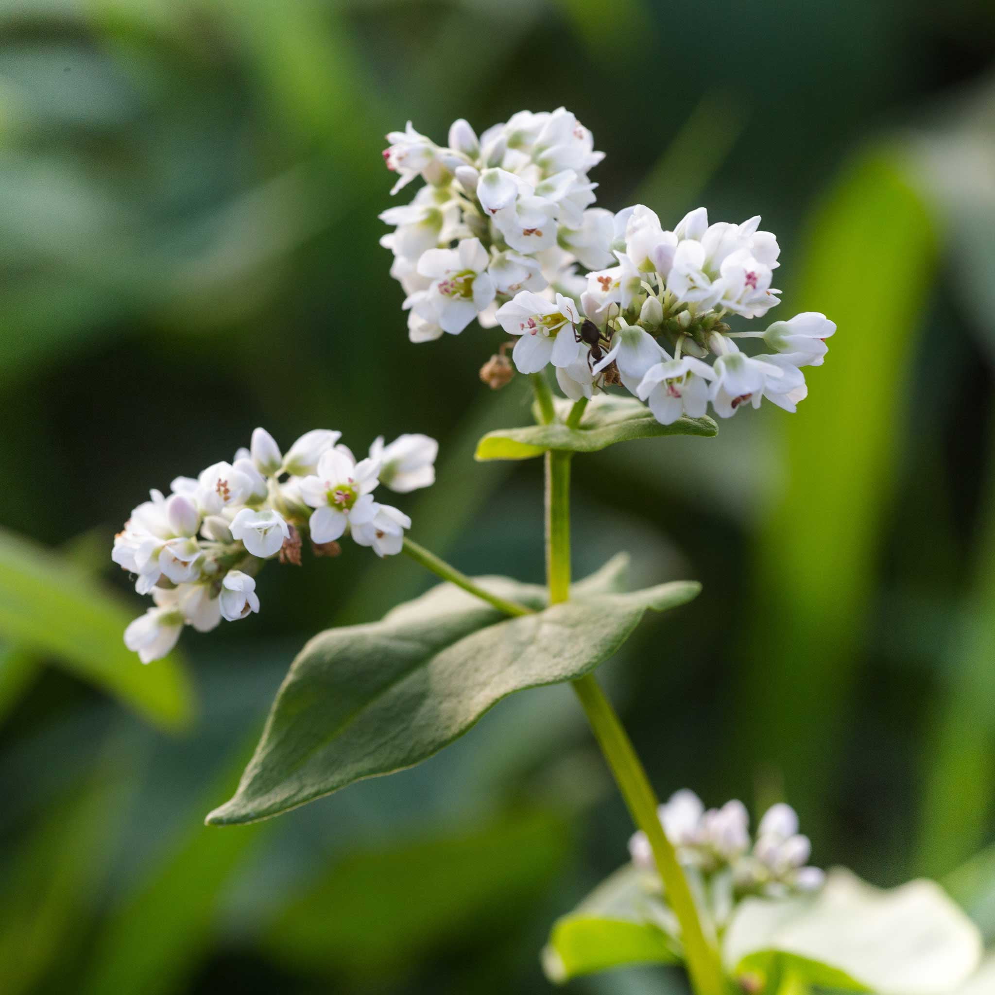 Buckwheat Flowers