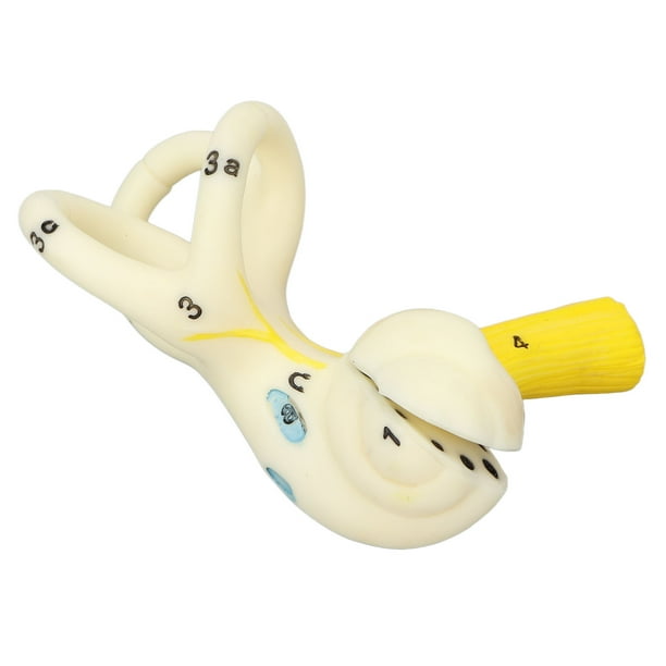 Modelo de Anatomía del Oído Humano Modelo de Cóclea del Oído con ...