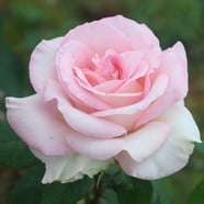 Heirloom Roses Red Rose Bush - The Prince's Trust English Legend , Live ...