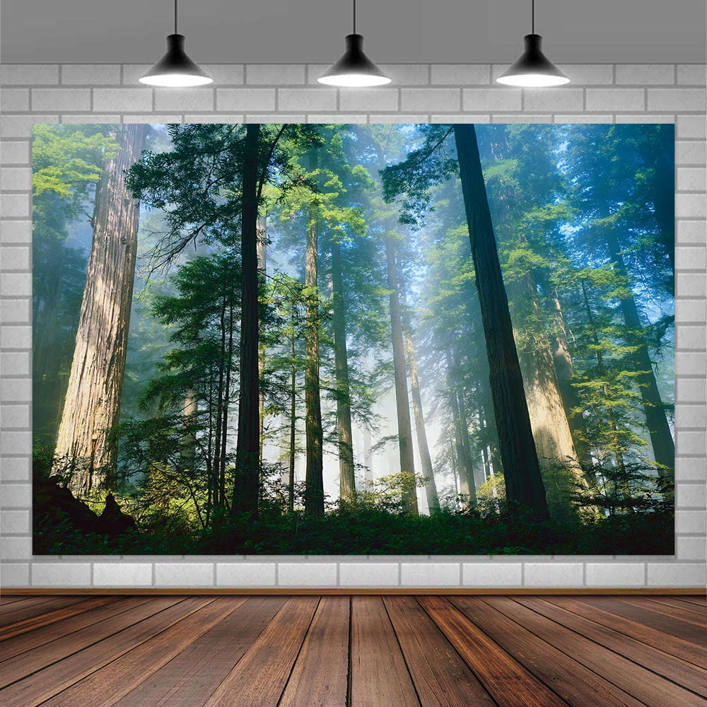 Forest Photo Backdrop Photography Background, National Parks Sunshine ...