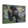 Wolverine Hunting Wolverine on Hunt Print Animal Wall Art Wildlife ...