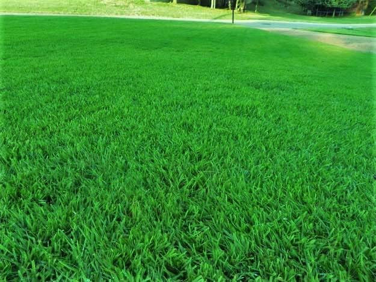 Zoysia Grass Zenith at Janet Mcewen blog