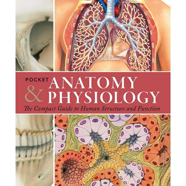 Pocket Anatomy: Pocket Anatomy & Physiology : The Compact Guide to the ...
