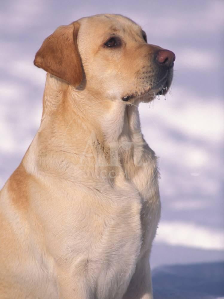 Labrador Retriever Portrait in Snow, Animals Unframed Photographic ...