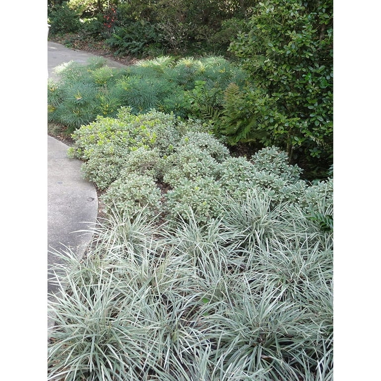 Aztec Grass Border