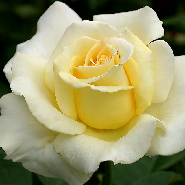 Heirloom Roses - Elina® Hybrid Tea Rose Plant - Walmart.com
