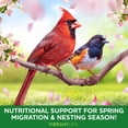 Vibrant Life Songbird Select Wild Bird Seed, 5 lb. Bag - Walmart ...