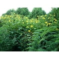 10 Yellow COMPASS PLANT Silphium Laciniatum Prairie Compassplant 4 ...
