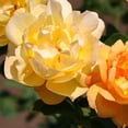 Heirloom Roses Saffron Summer Live Shrub - Walmart.com