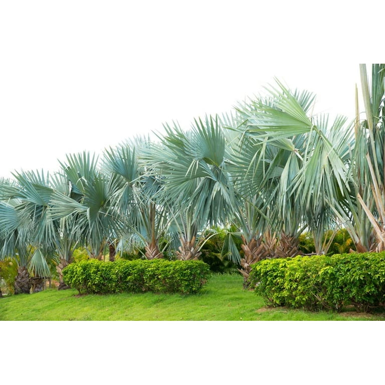 Mexican Blue Fan Palm