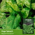 3 packs Noble Giant Spinach Seeds - Non-GMO Heirloom Full Sun Annual ...