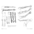 Morpho: Anatomy for Artists Morpho: Anatomy for Artists, Book 1 ...
