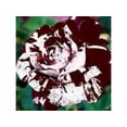 30+ Seeds|Muti- color Mix Flower Rose Seeds - Authentic Seeds ...