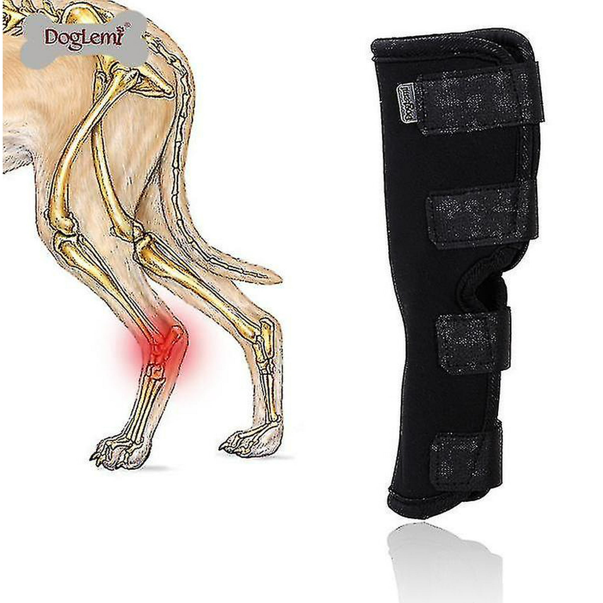 What Is The Hock Joint On A Dog