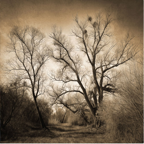 Trademark Fine Art "Sepia Ghost" Canvas Art by Philippe Sainte-Laudy ...