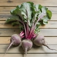 CZ Grain 50 Mammoth Red Mangel Beet Seeds, Big Bodacious Beets ...