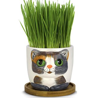 Hydroponic Organic Wheatgrass Growing Kit - Grow Wheat Grass without ...