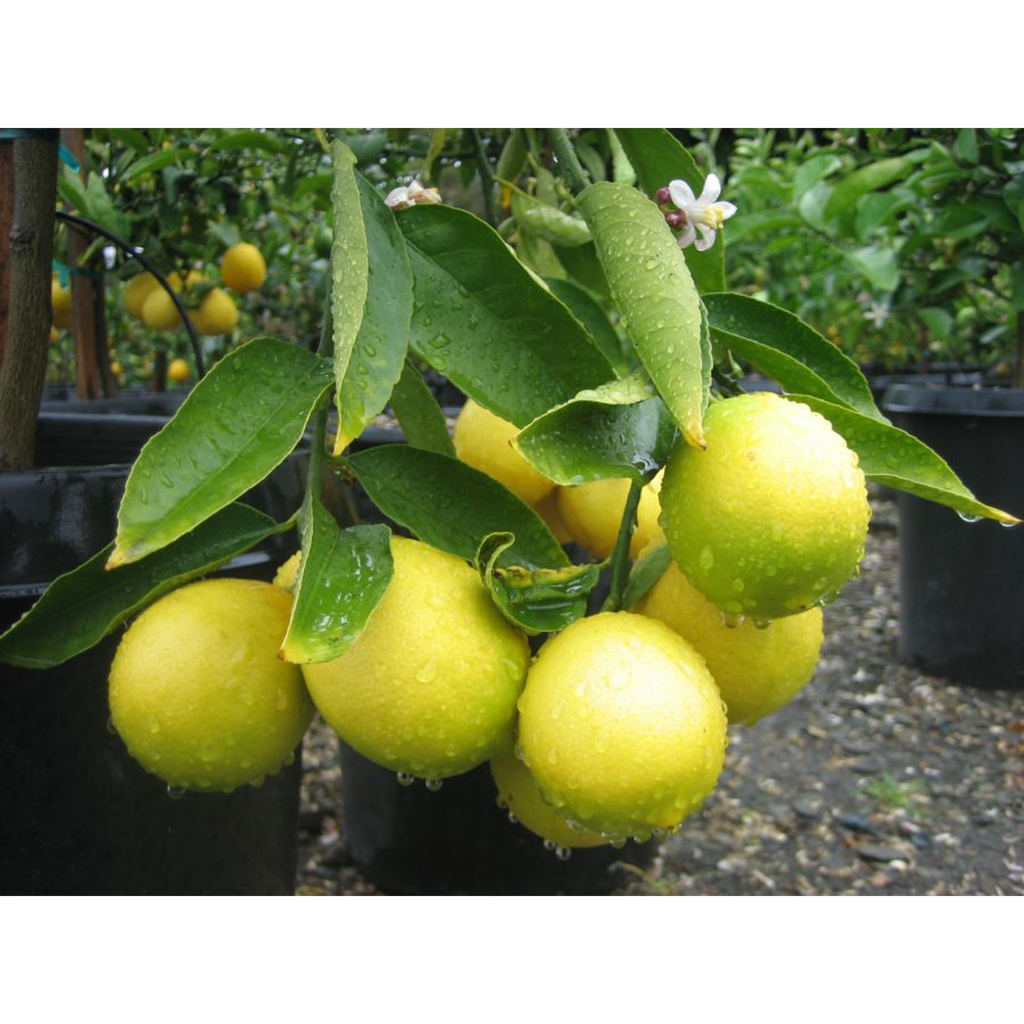 Click here for Remedy By Hakim Dried Whole Lime  Umbo Dried Limes... prices