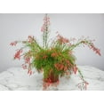 Tropical Plants of Florida 20" to 24" Red Firecracker Bush; Full ...
