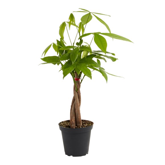Indoor Money Tree
