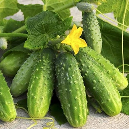 sUP - 20+ Cucumber American Standard Boston Pickling - Vegetable Green ...