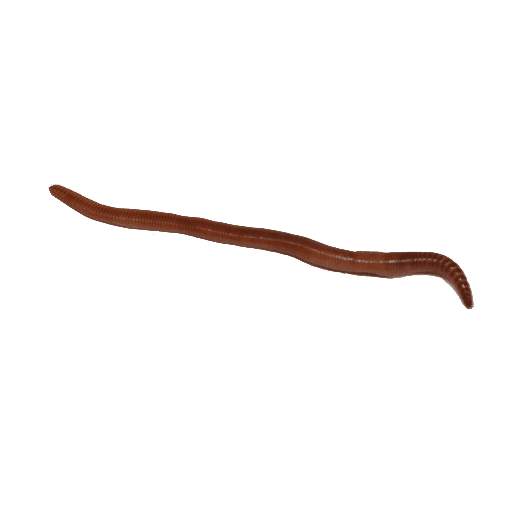 DMF Bait Live Canadian Night Crawlers, Fish Bait, 18