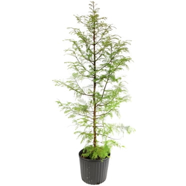 3 gal. Olive Live Tree with Full Sun - Walmart.com