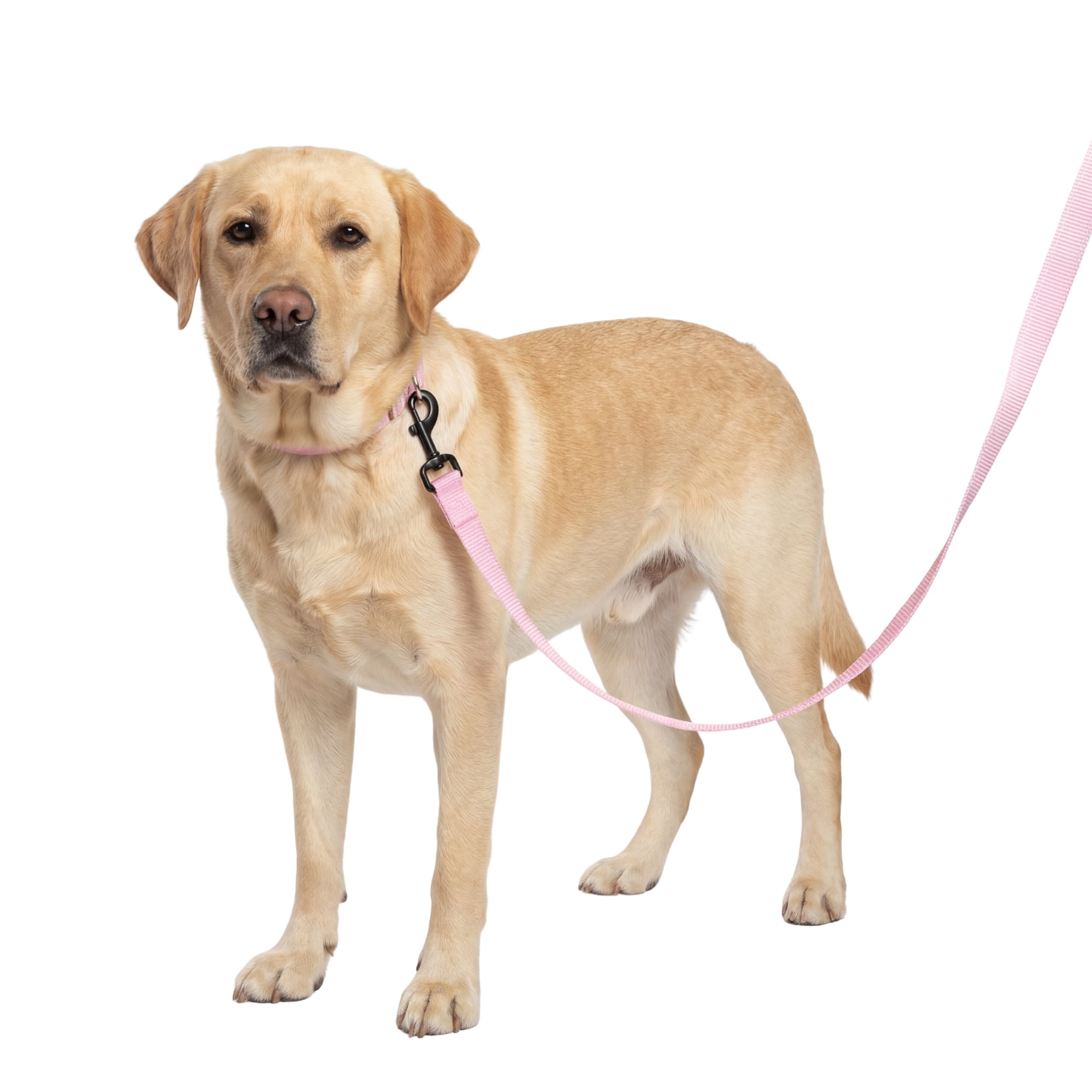 Click here for One Paw  Webbing Leash For Dogs  Multiple Colors A... prices