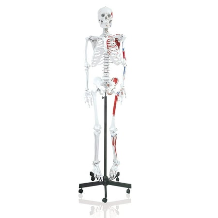 E08080 Human Skeleton Model with Muscles Colored and Labelled, Full ...