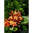 Ixora Maui Red 2 Extra Large 3 Gallon Plants Ixora coccinea Tropical Garden Favorite Lush ...