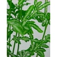 Silver Lace Table Fern - Pteris ensiformis - 2.5" Pot - Easy House ...