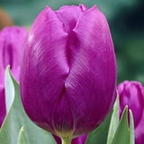 Tulip Single Early 'Purple Prince' (Triumph Tulip) Size 12/+ cm, Bulbs ...