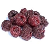 Royalty Purple Raspberry Plants to Grow - Easy to Grow Rooted Plants ...