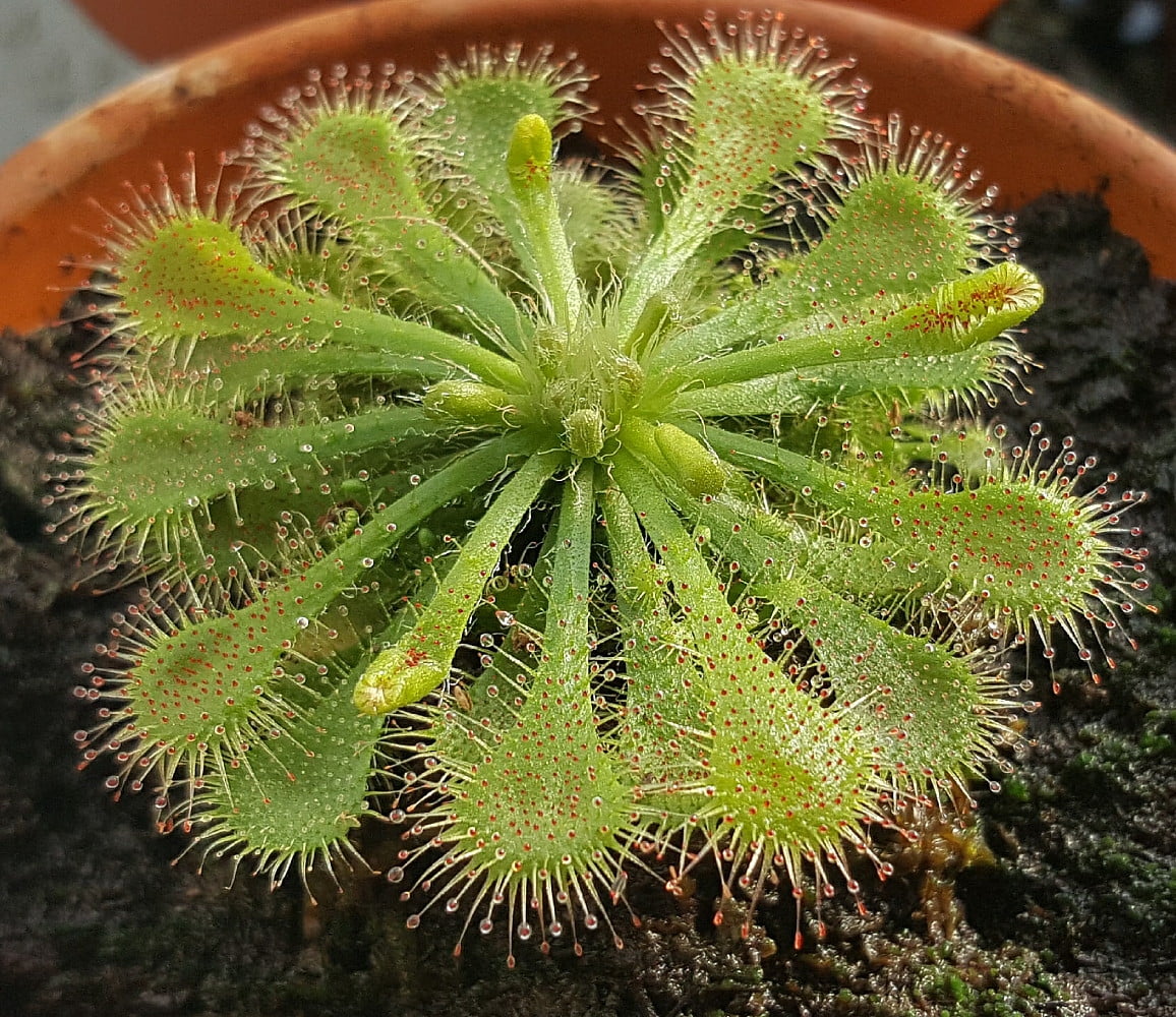 Spoonleaf Carnivorous Sundew Plant -Drosera spathulata-2" Pot-Collector ...