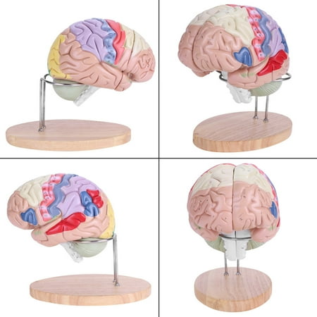 Brain Model, Identify More Clearly Anatomical Brain Model, For Kids ...