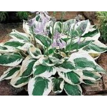 Mixed Hosta Perennials (6 Pack of Bare Roots) - Great Hardy Shade ...