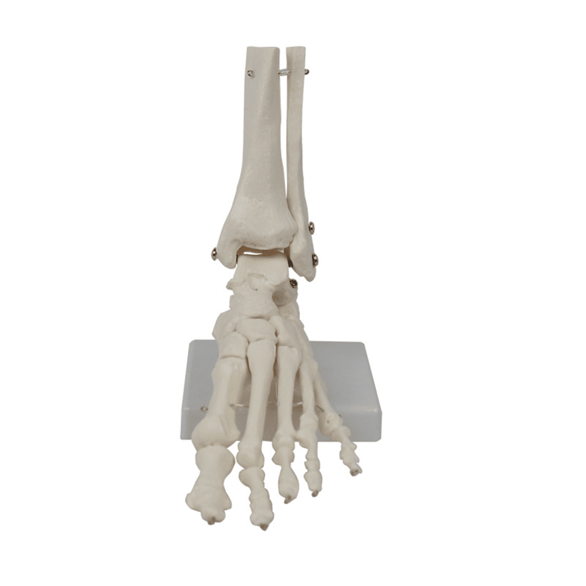 Click here for Unbranded Foot Joint Model  Human Anatomy Model  L... prices