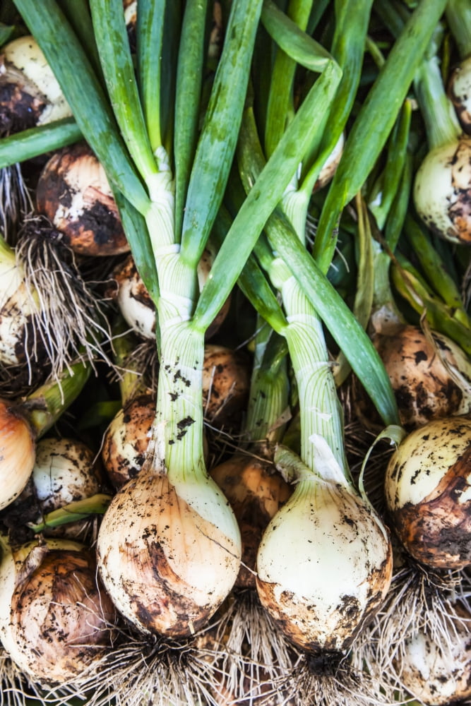 Detail of recently pulled onions covered in dirt; Palmer, Alaska ...