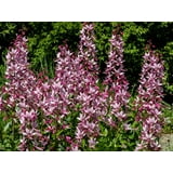 10 RED GAS PLANT Fragrant Fire Plant Dictamnus Albus Ruber Flower Seeds ...