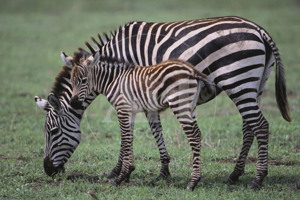 Zebra Foal and Mother, Animals Unframed Photographic Print Wall Art by ...